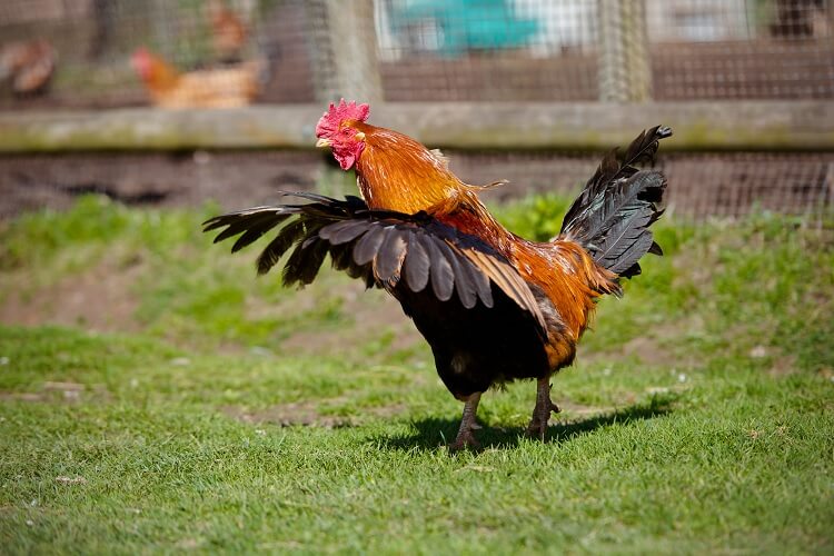 "The Myth of Flight: Understanding the Aerial Abilities of Chickens ...